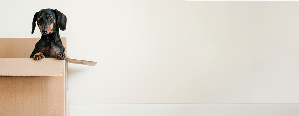 Interconex Services - Interconex