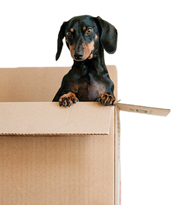 Interconex Services - Interconex